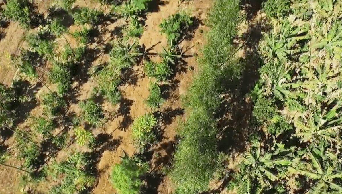 5 Must-See Permaculture and Agroforestry Videos | Northwest Edible Life